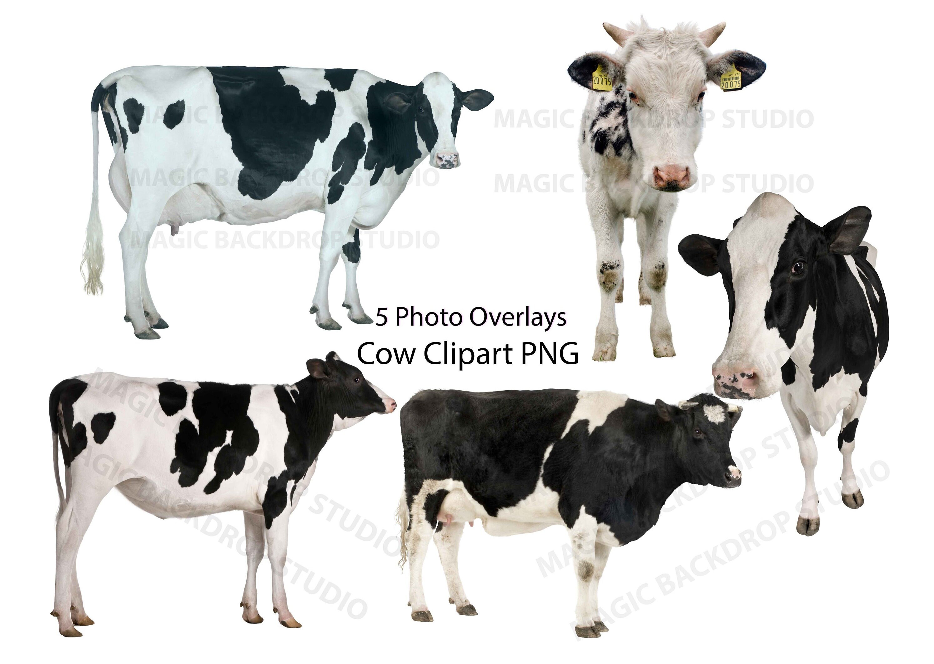 Cow Dairy Cows Bull Farm Animal Clip Art Overlay Photoshop Overlays ...