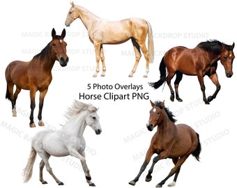 Horse Png Overlay - Etsy