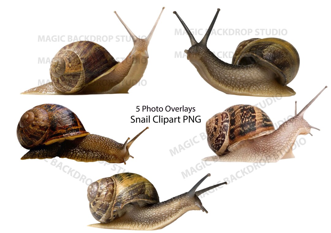 Snail Snails PNG Garden Slug Slugs Bundle Bundles Animal Photo Clipart Overlay Photoshop Prop ...