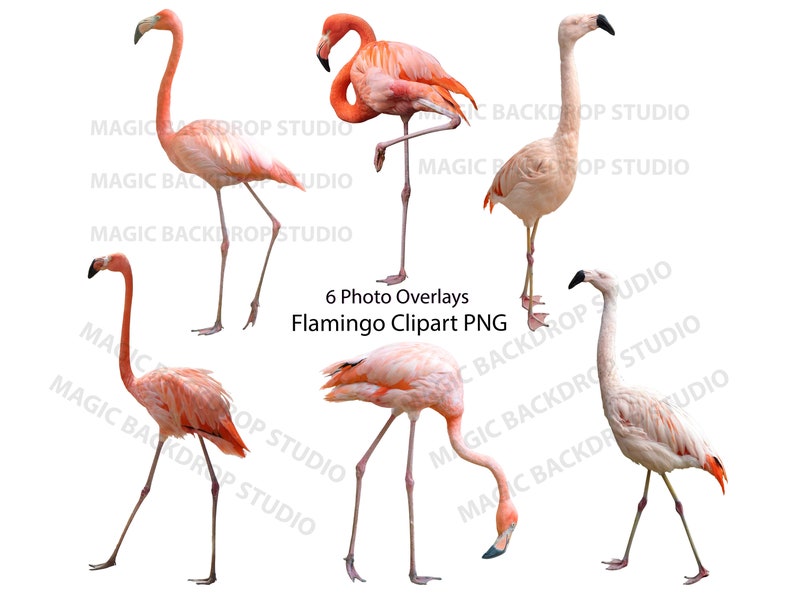 Flamingo Flamingos Bird PNG Bundle Birds Big Bird Wild Animal Cut Out ...