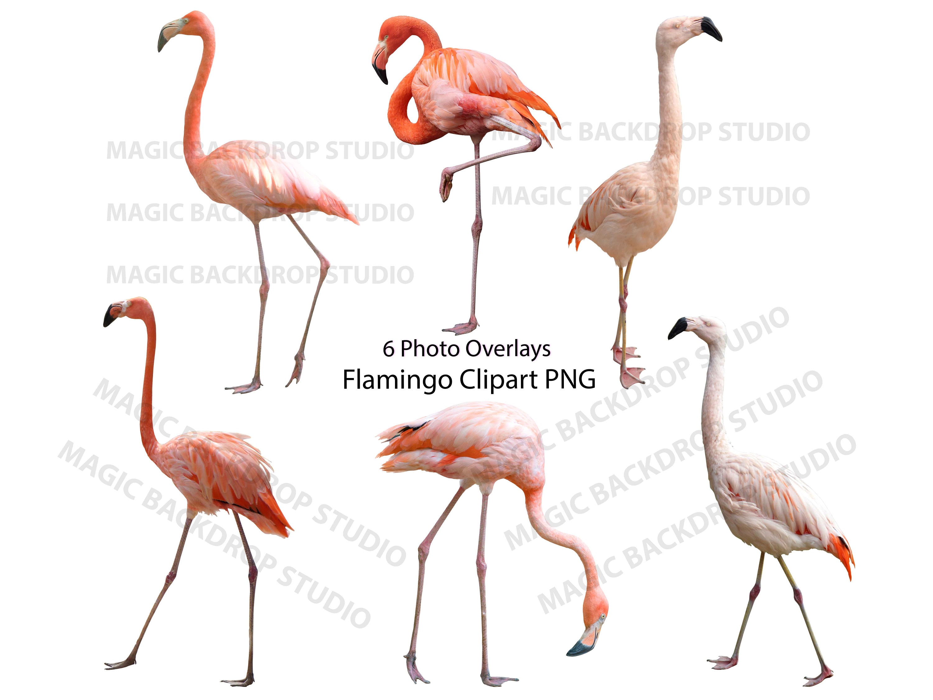 Flamingo Flamingos Bird PNG Bundle Birds Big Bird Wild Animal Cut Out ...