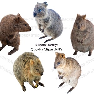 Quokka Quokkas Bundle PNG Clip Art Australian Wild Cute Animal Cut Out ...