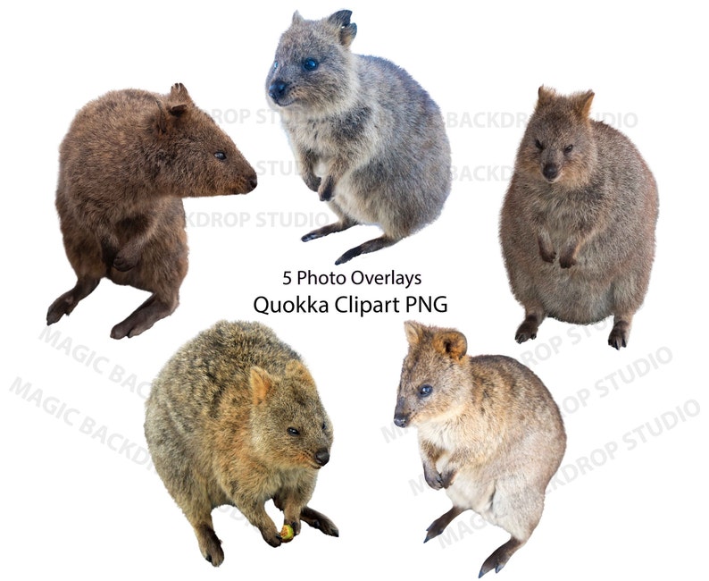 Quokka Quokkas Bundle PNG Clip Art Australian Wild Cute Animal - Etsy ...