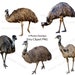 Emu Emus Bundle PNG Australian Big Bird Wild Animal Cut Out Clip Art ...