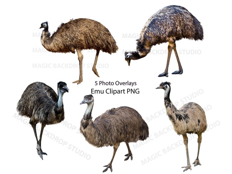Emu Emus Bundle PNG Australian Big Bird Wild Animal Cut Out Clip Art ...
