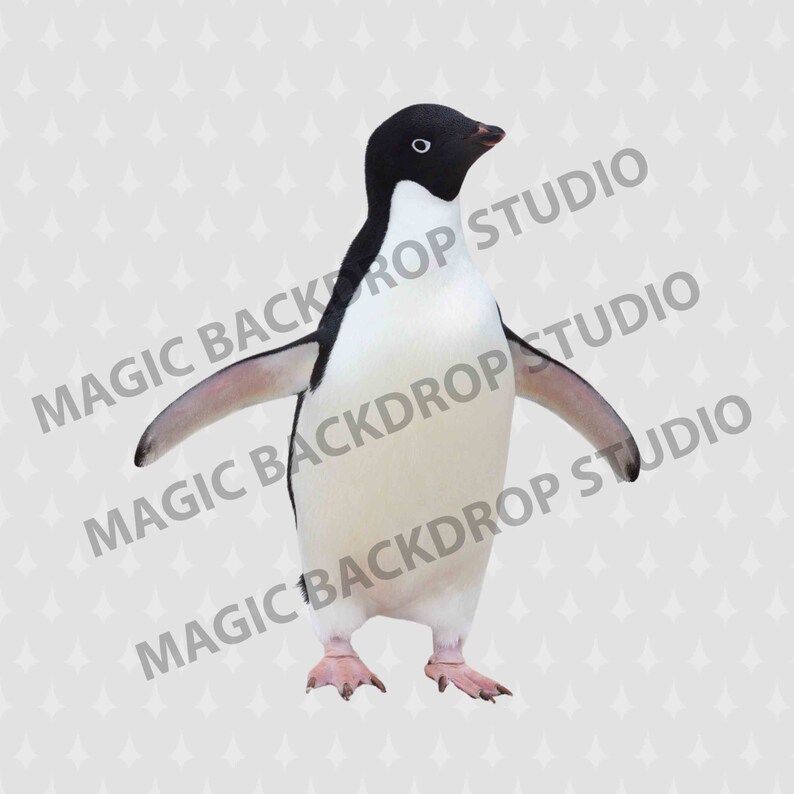 Penguin Penguins Bird Animal Clip Art Overlay Photoshop Overlays ...