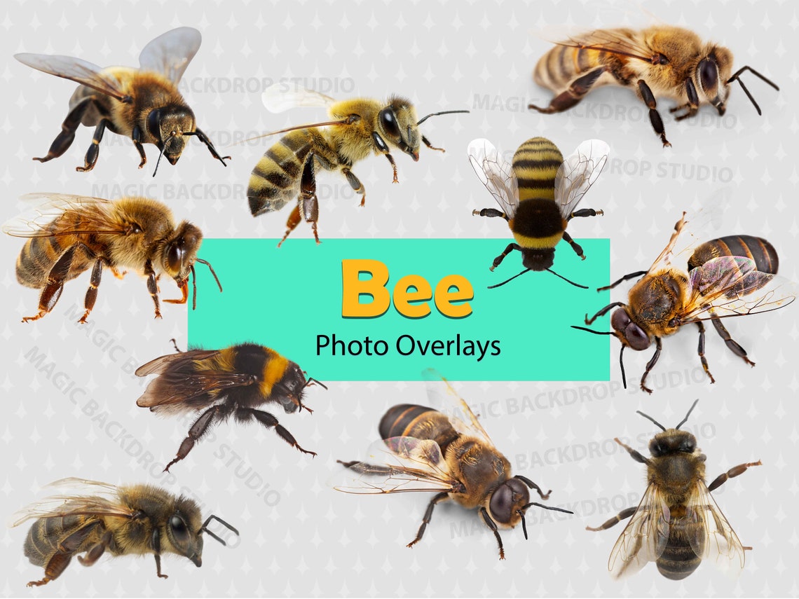 Honey Bee Bumble Bees Insect Insects PNG Bulk Bundle Photo Animal ...