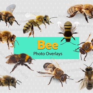 Honey Bee Bumble Bees Insect Insects PNG Bulk Bundle Photo Animal ...