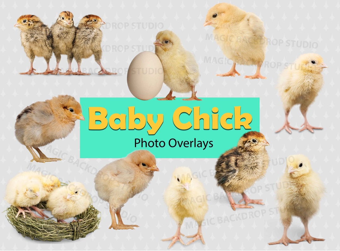 Chicks Chick Chicken Chickens Baby Animal PNG Clip Art Overlay ...