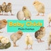 Chicks Chick Chicken Chickens Baby Animal PNG Clip Art Overlay ...