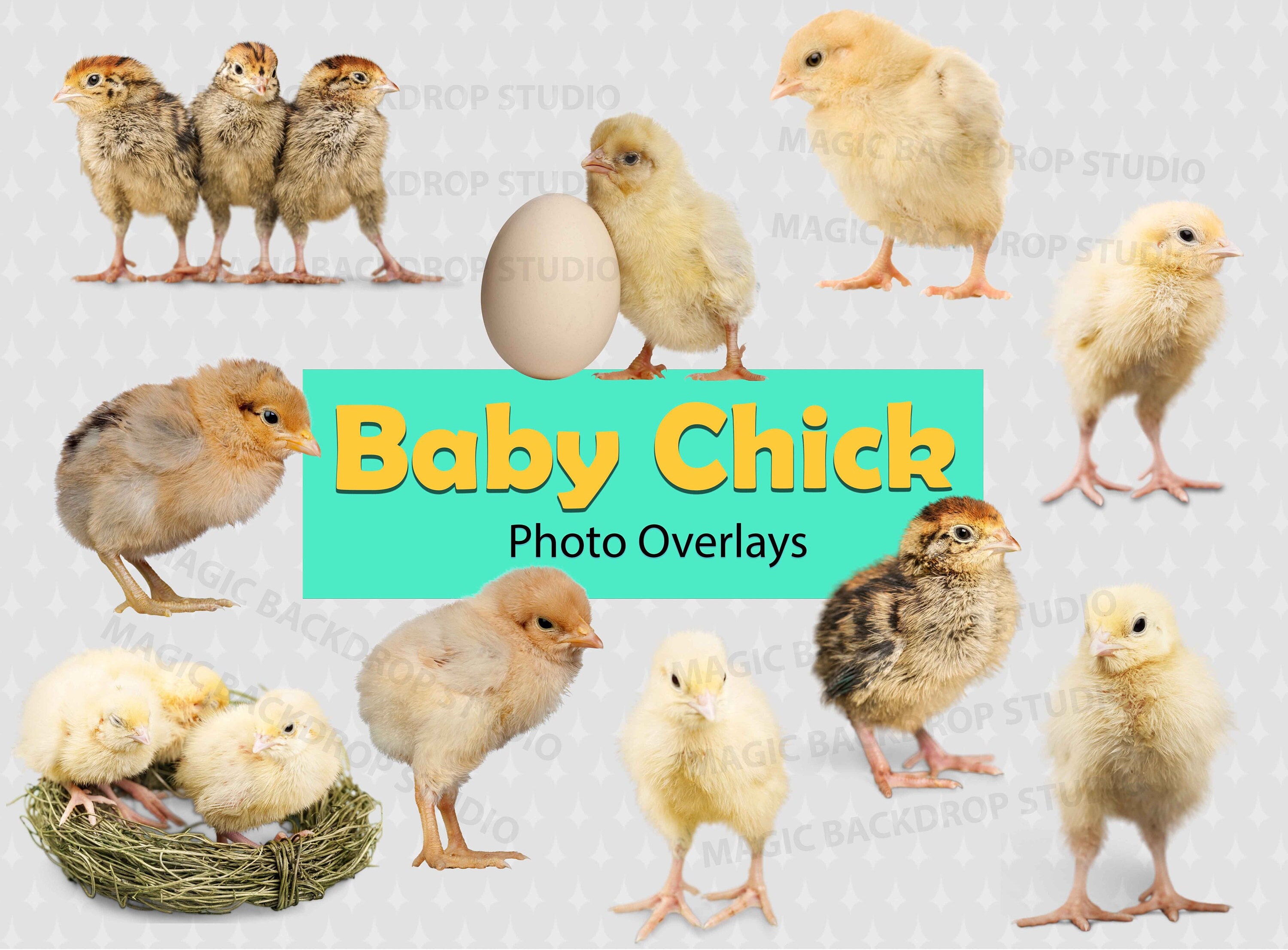 Chicks Chick Chicken Chickens Baby Animal PNG Clip Art Overlay ...