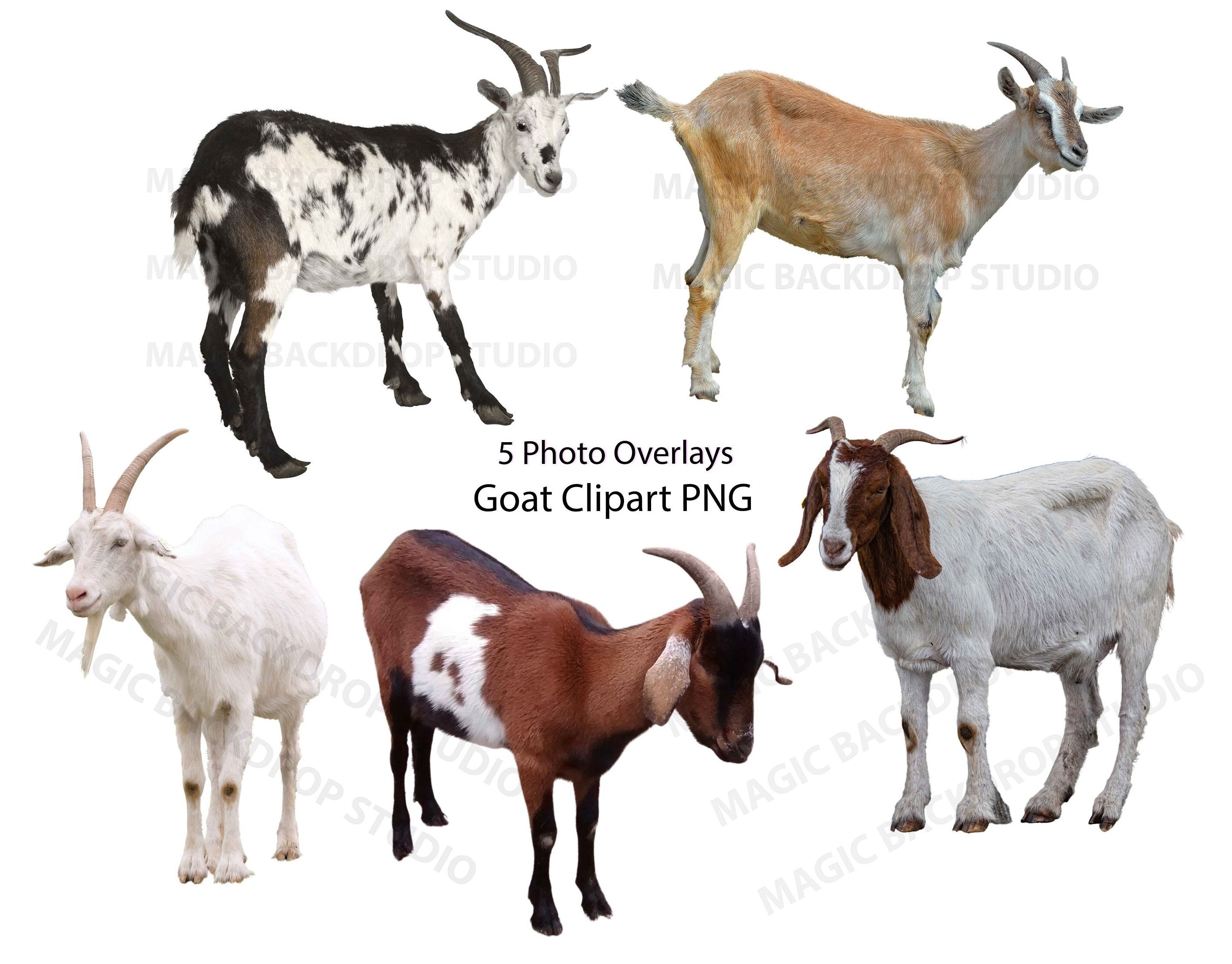 Billy Goat Clipart