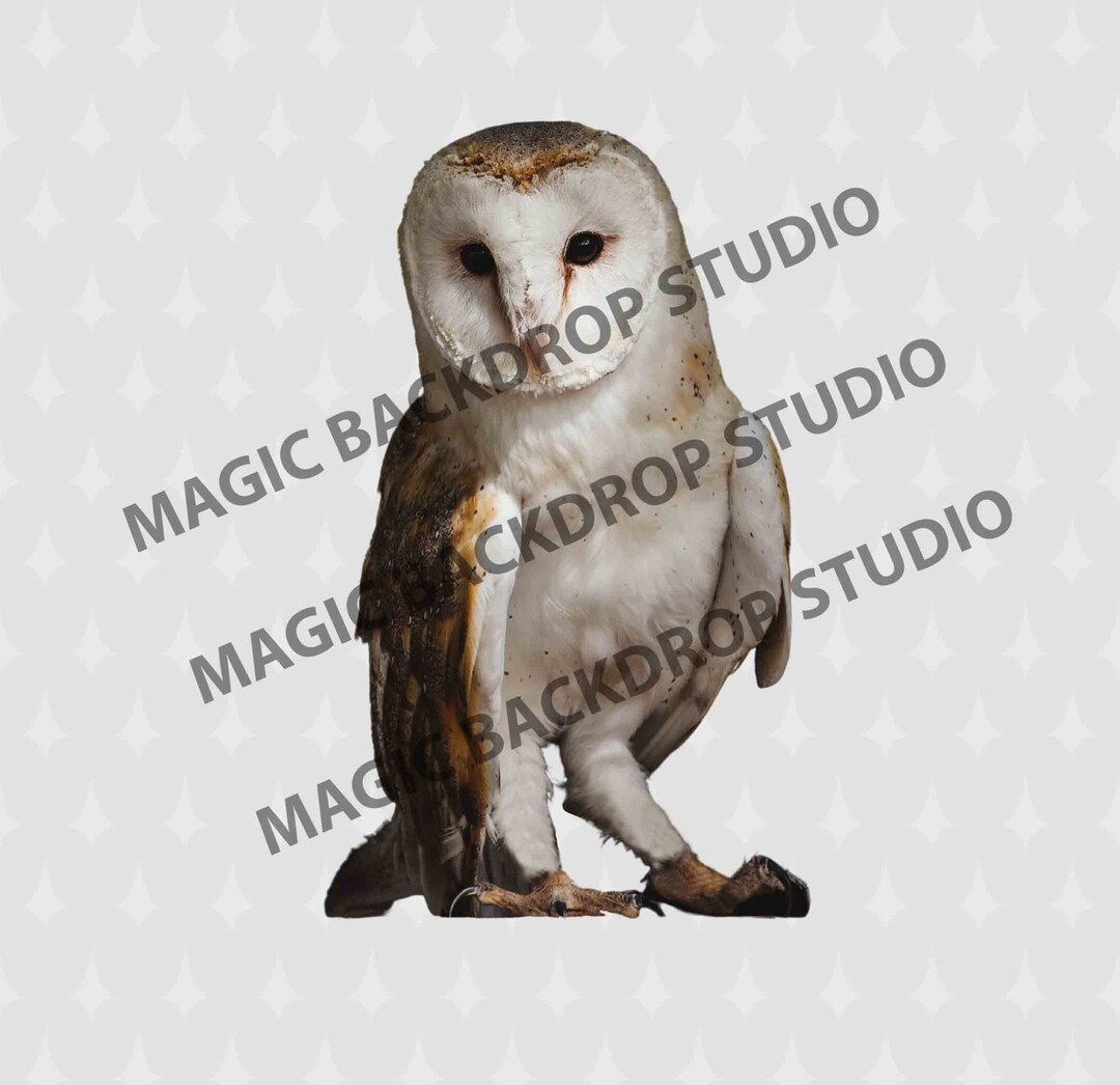 Owl Owls Brown White Animal Owl Clip Art Overlay Photoshop Image ...