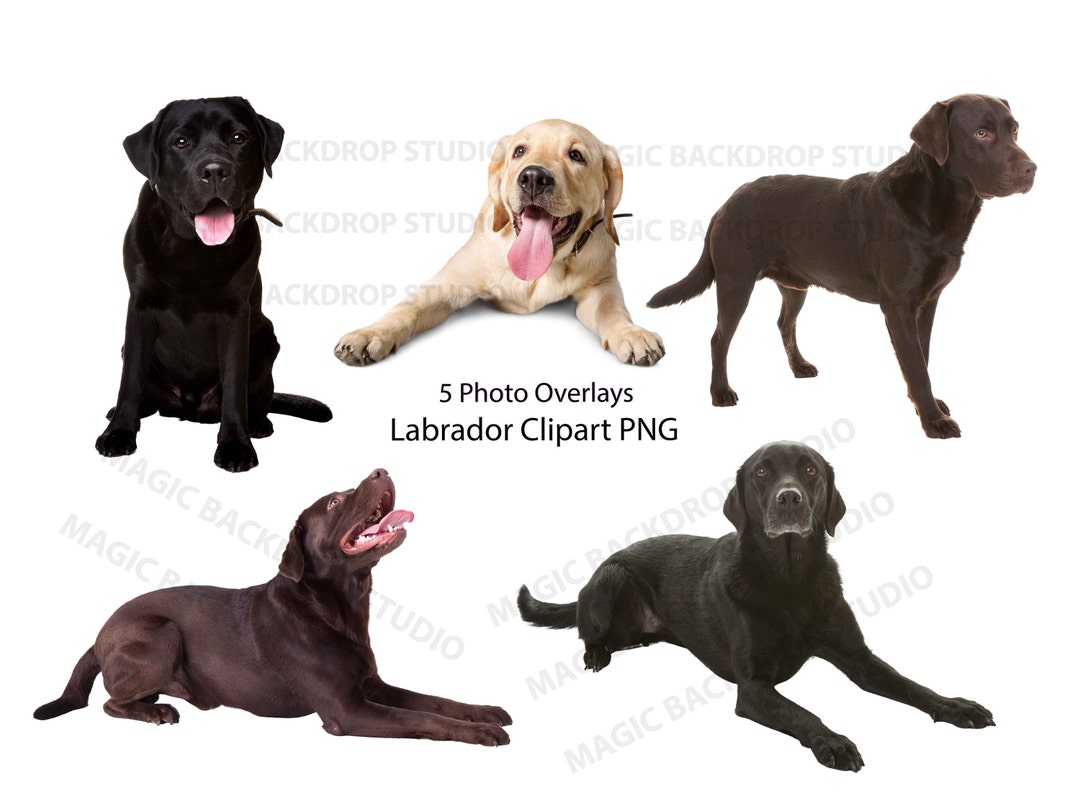Brown Labrador Labradors PNG Clipart Animal Dog Dogs Pet Breed Overlay ...