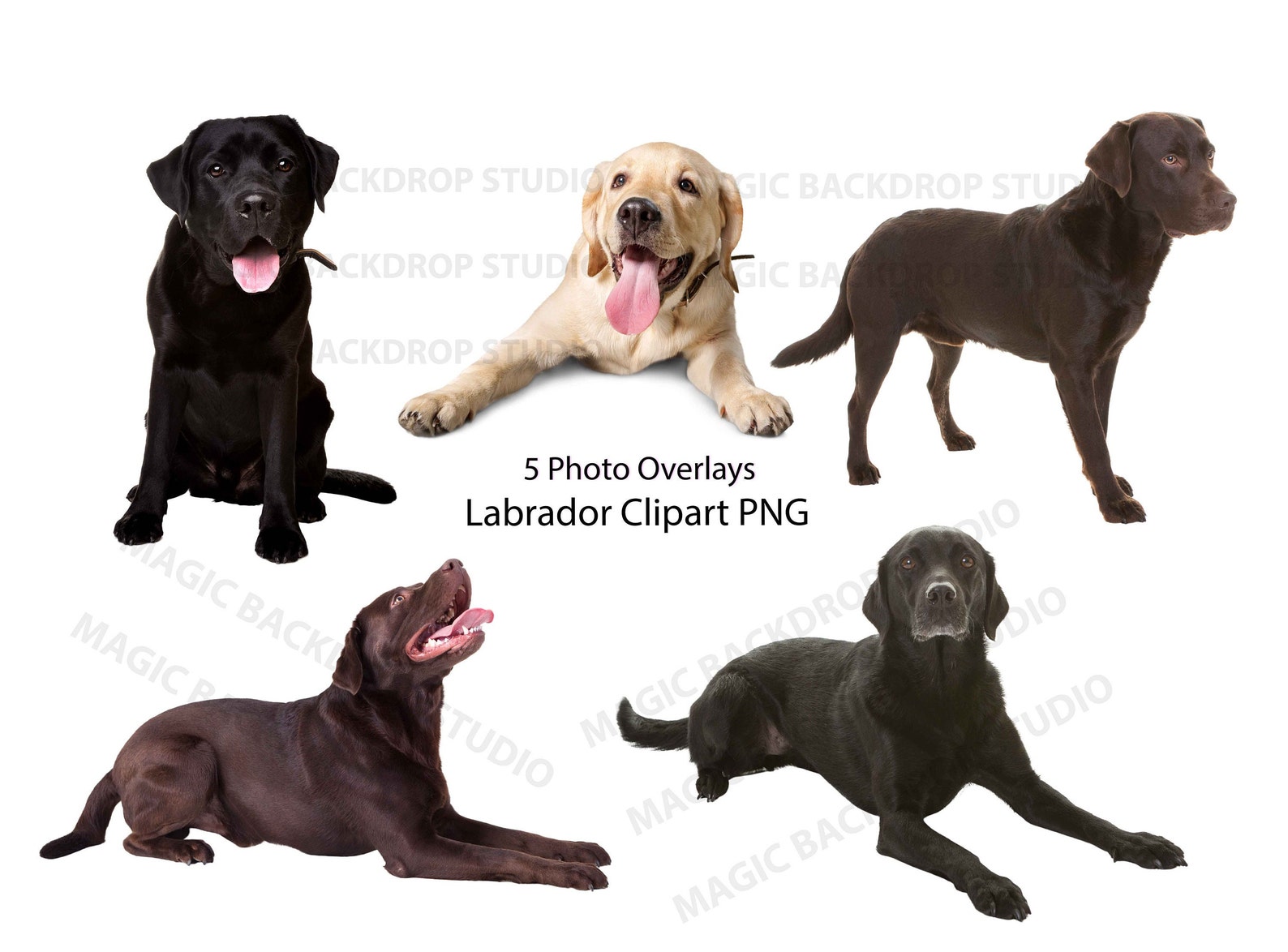 Brown Labrador Labradors PNG Clipart Animal Dog Dogs Pet Breed Overlay ...