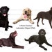 Brown Labrador Labradors PNG Clipart Animal Dog Dogs Pet Breed Overlay ...
