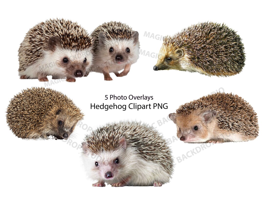 Hedgehog Hedgehogs PNG Bundle Bundles Photo Animal Clipart Overlay ...