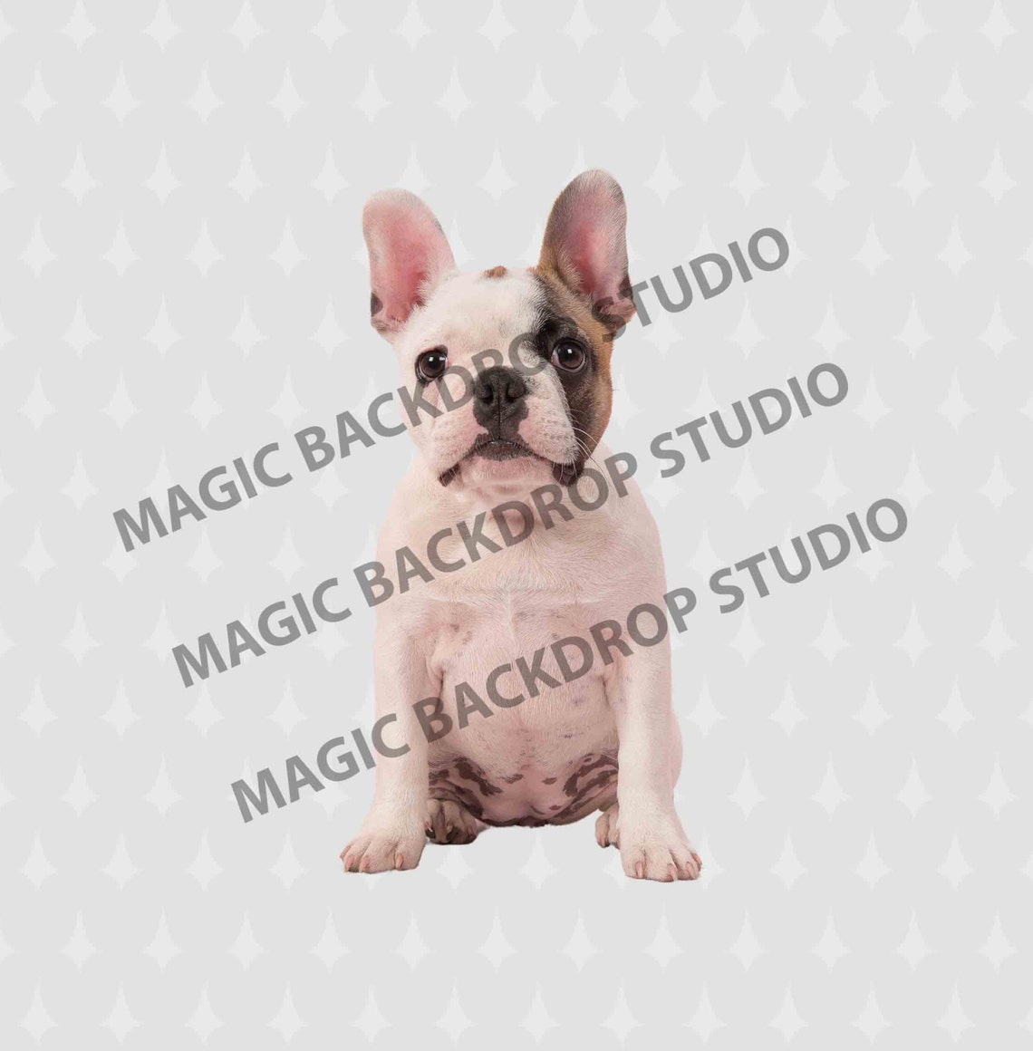 Puppy Puppies Animal Dog Digital Overlay Bull Dog Pug Photoshop Mock up ...