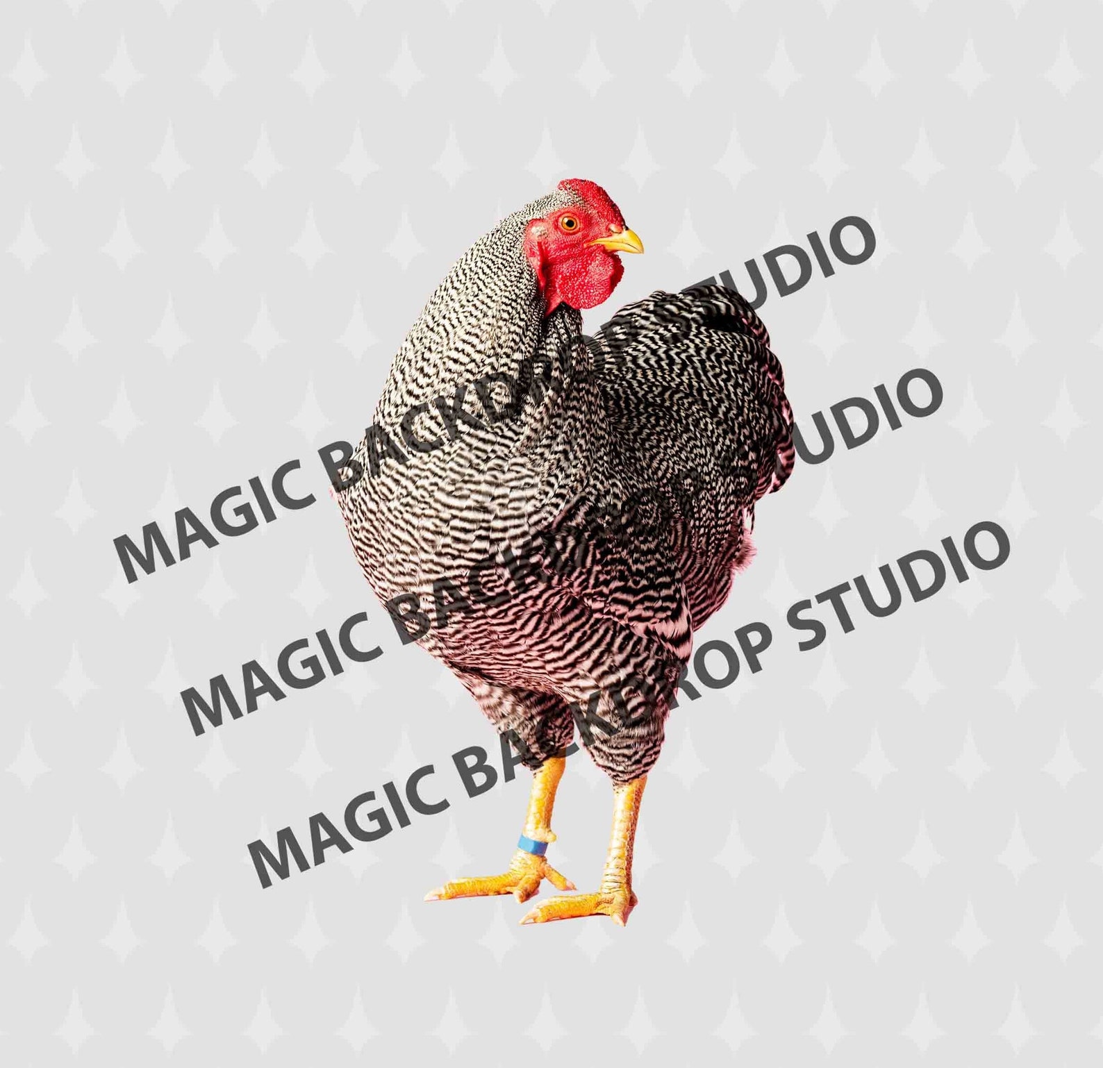 Black Gray Chicken Hen Farm Animal Chick Chickens Clip Art Overlay ...
