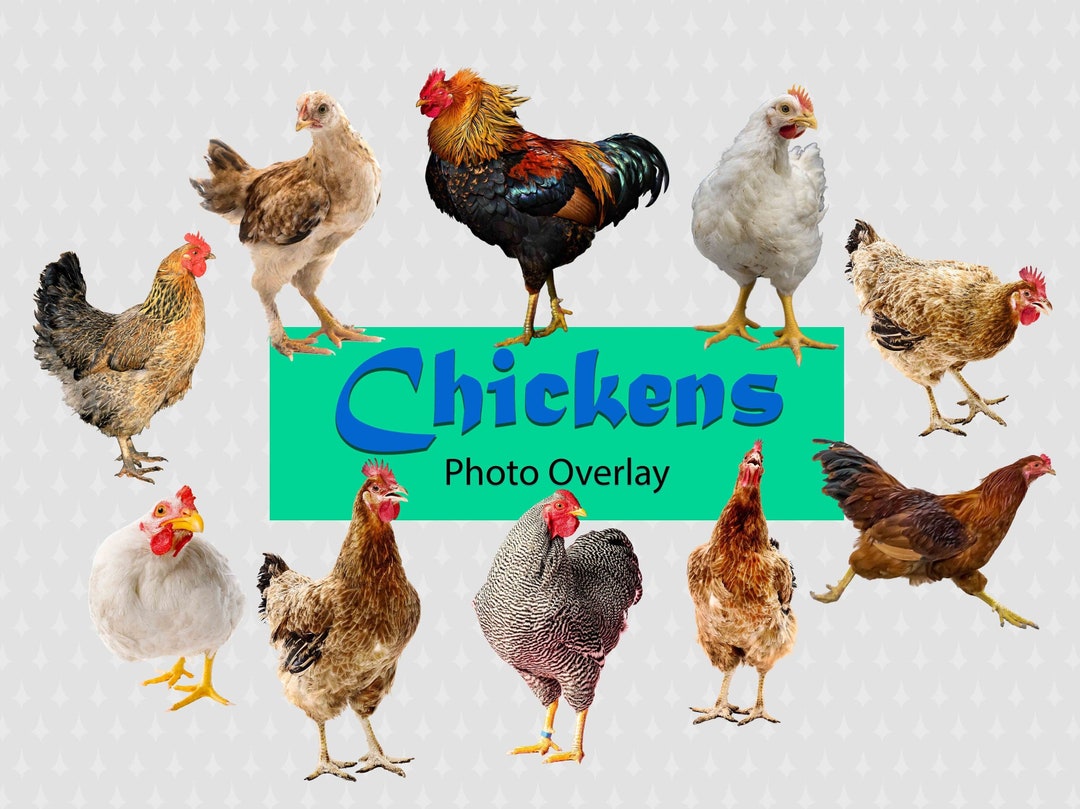 Chicken Chickens Rooster Animal Clip Art Overlay Photoshop Overlays ...