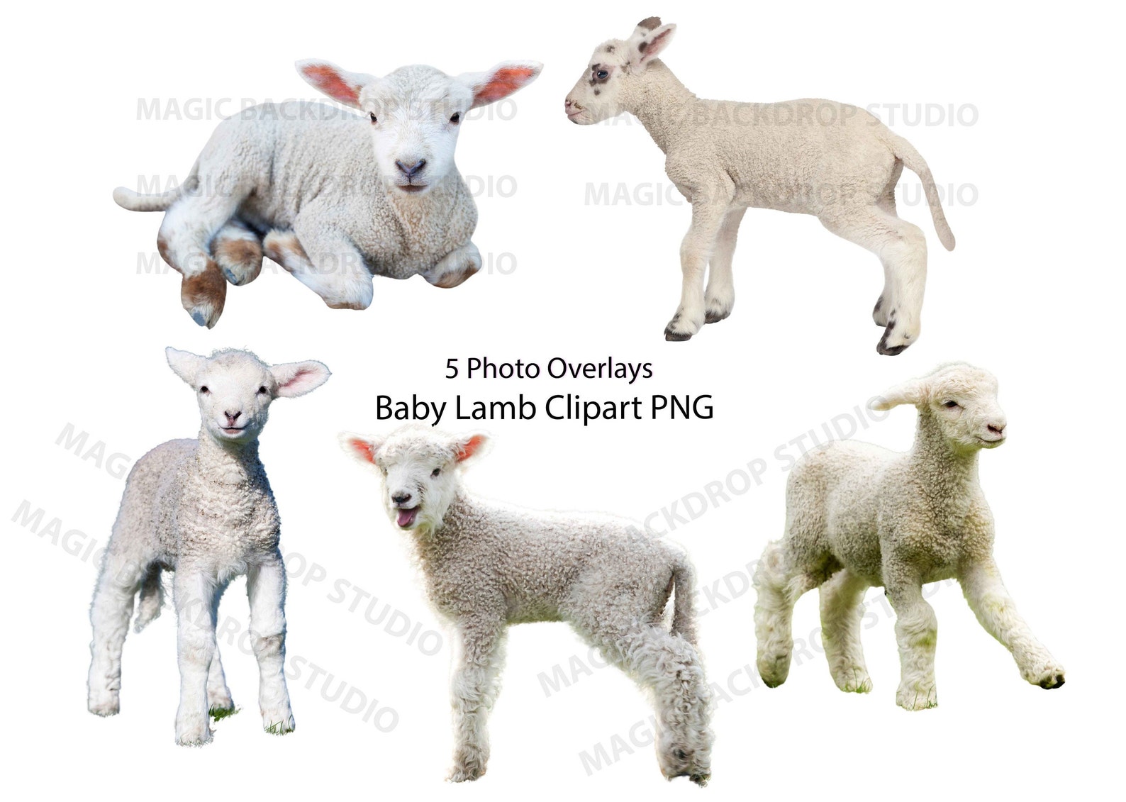 Baby Lamb Lambs PNG Sheep Bundle Farm Animals Clip Art Overlay ...