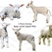 Baby Lamb Lambs PNG Sheep Bundle Farm Animals Clip Art Overlay ...