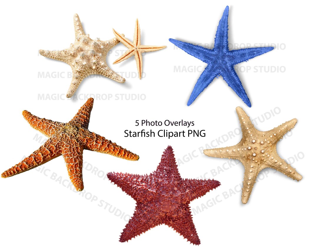 Starfish Star Fish Clipart PNG Photo Bundle Ocean Aquarium Animal ...