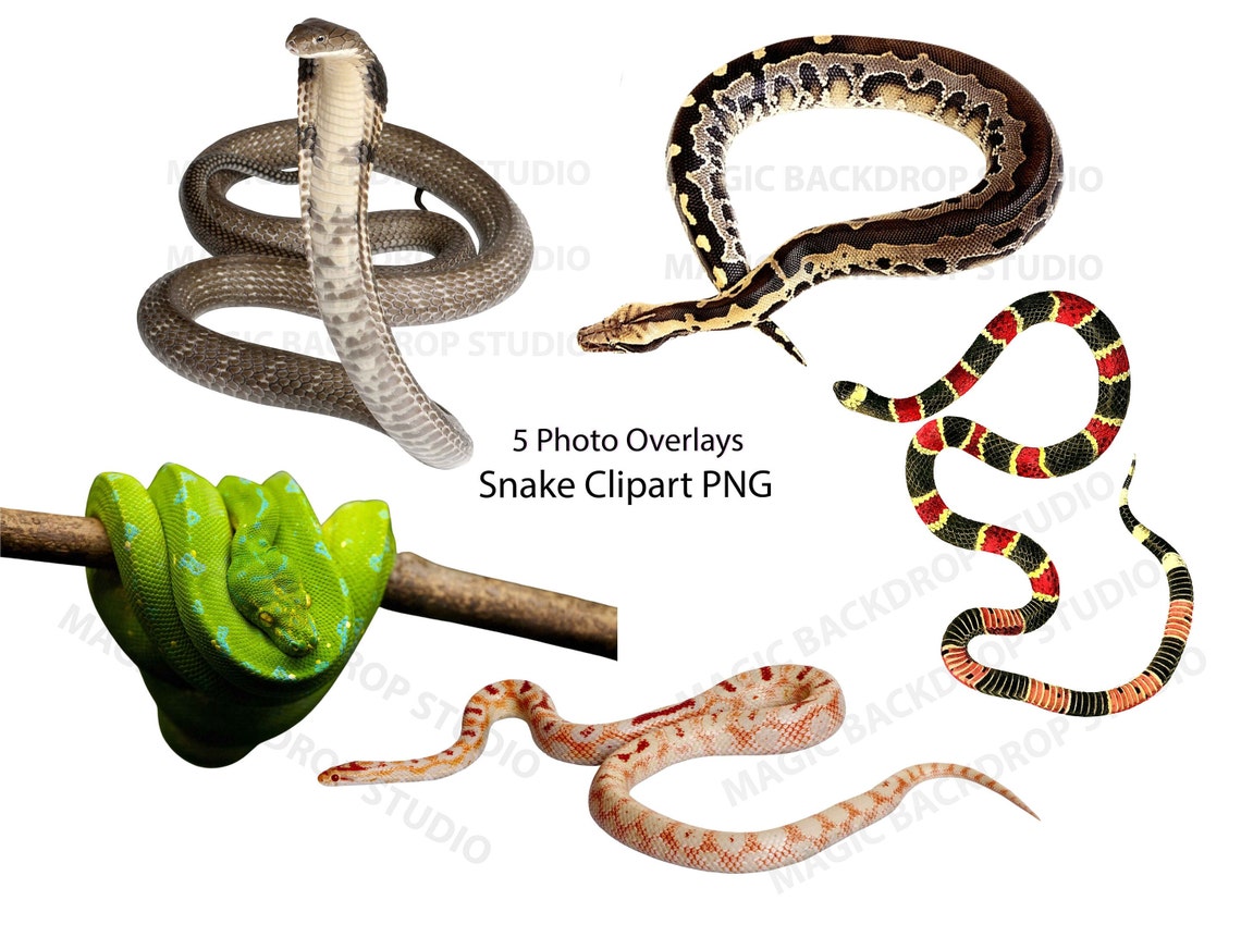 Snake Snakes PNG Bundle Bundles Photos Zoo Animal Clipart Overlay ...