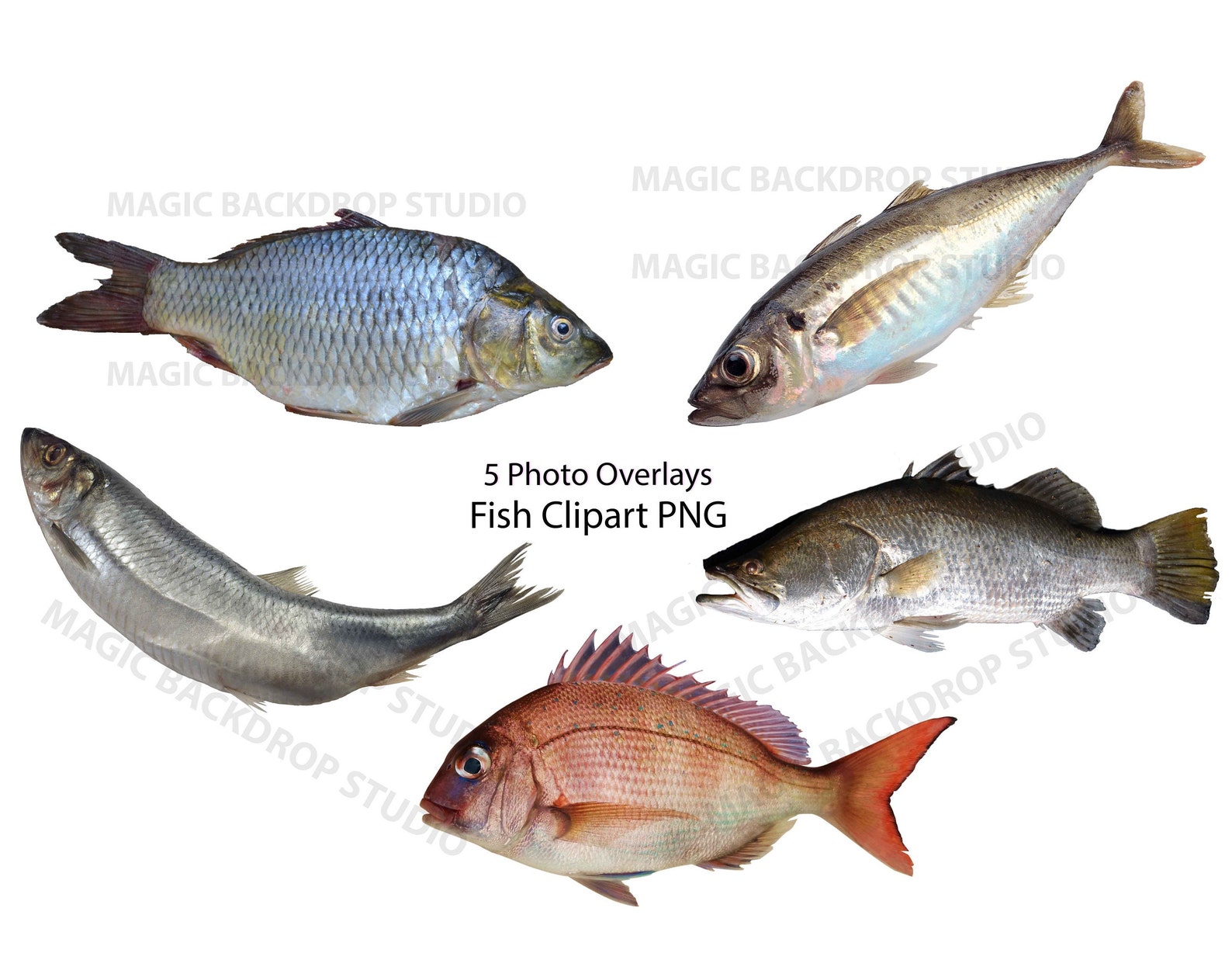 Fish PNG Bundles Fishing Silver Salmon Snapper Carp Bundle Animal Overlay Photoshop Mock up Prop ...