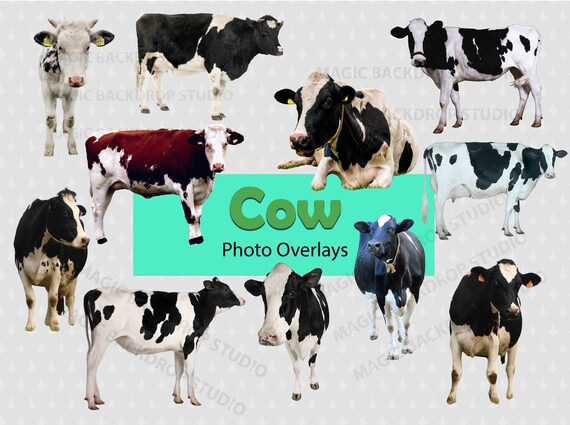 Cow Dairy Cows Bull Farm Animal Clip Art Overlay Photoshop | Etsy