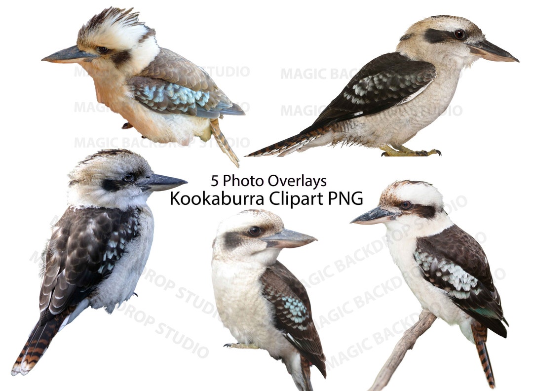 Kookaburra Australian Bird Gray Animal Clip Art Overlay Bundle Photoshop Image Photoshop Edit ...