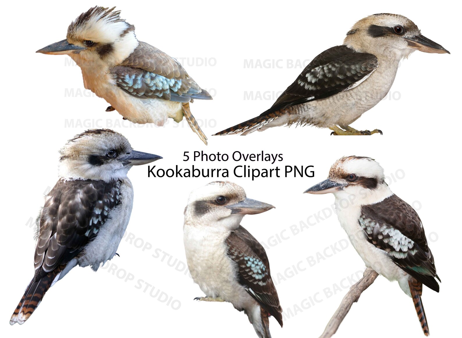 Kookaburra Australian Bird Gray Animal Clip Art Overlay Bundle - Etsy ...
