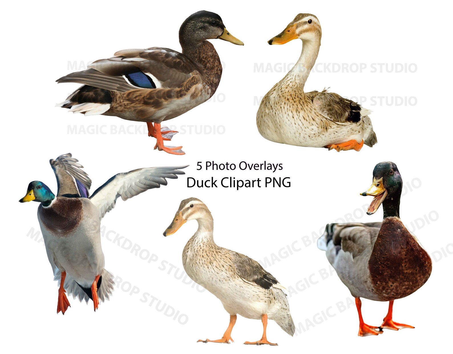 Duck Ducks PNG Bird Birds Wild Farm Animals Animal Clip Art Overlay ...