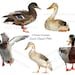 Duck Ducks PNG Bird Birds Wild Farm Animals Animal Clip Art Overlay ...
