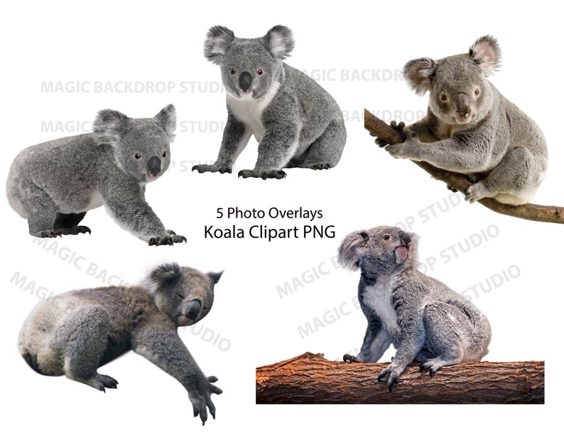 Koala Bear Koalas Bundle PNG Clip Art Australian Wild Animal Animals ...