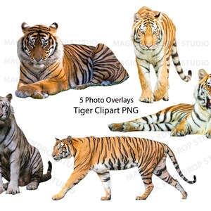 Tiger Tigers PNG Bundle Bundles Wild Big Cat Animal Zoo Digital Overlay ...