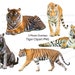 Tiger Tigers PNG Bundle Bundles Wild Big Cat Animal Zoo Digital Overlay ...