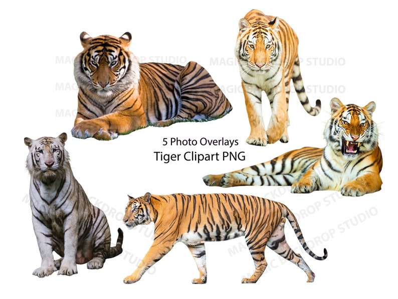 Tiger Tigers PNG Bundle Bundles Wild Big Cat Animal Zoo Digital Overlay ...