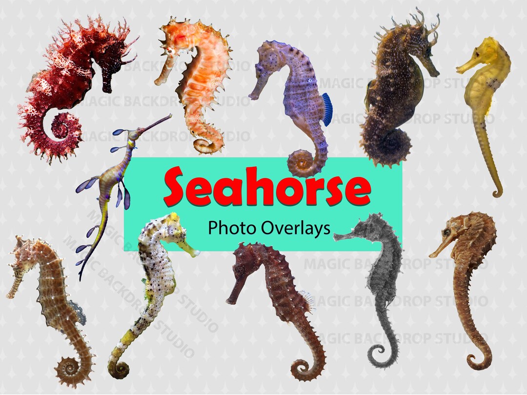 Seahorse Seahorses Clipart PNG Photo Bulk Bundle Ocean Aquarium Animal ...