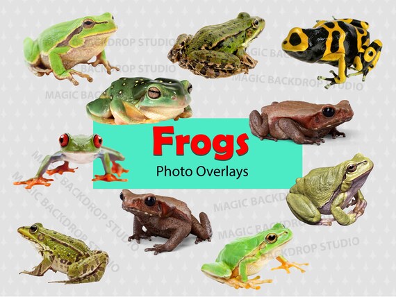Frog Frogs PNG Amphibian Amphibians Bundle Bundles Photo - Etsy