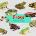 Frog Frogs PNG Amphibian Amphibians Bundle Bundles Photo Animal Clipart ...