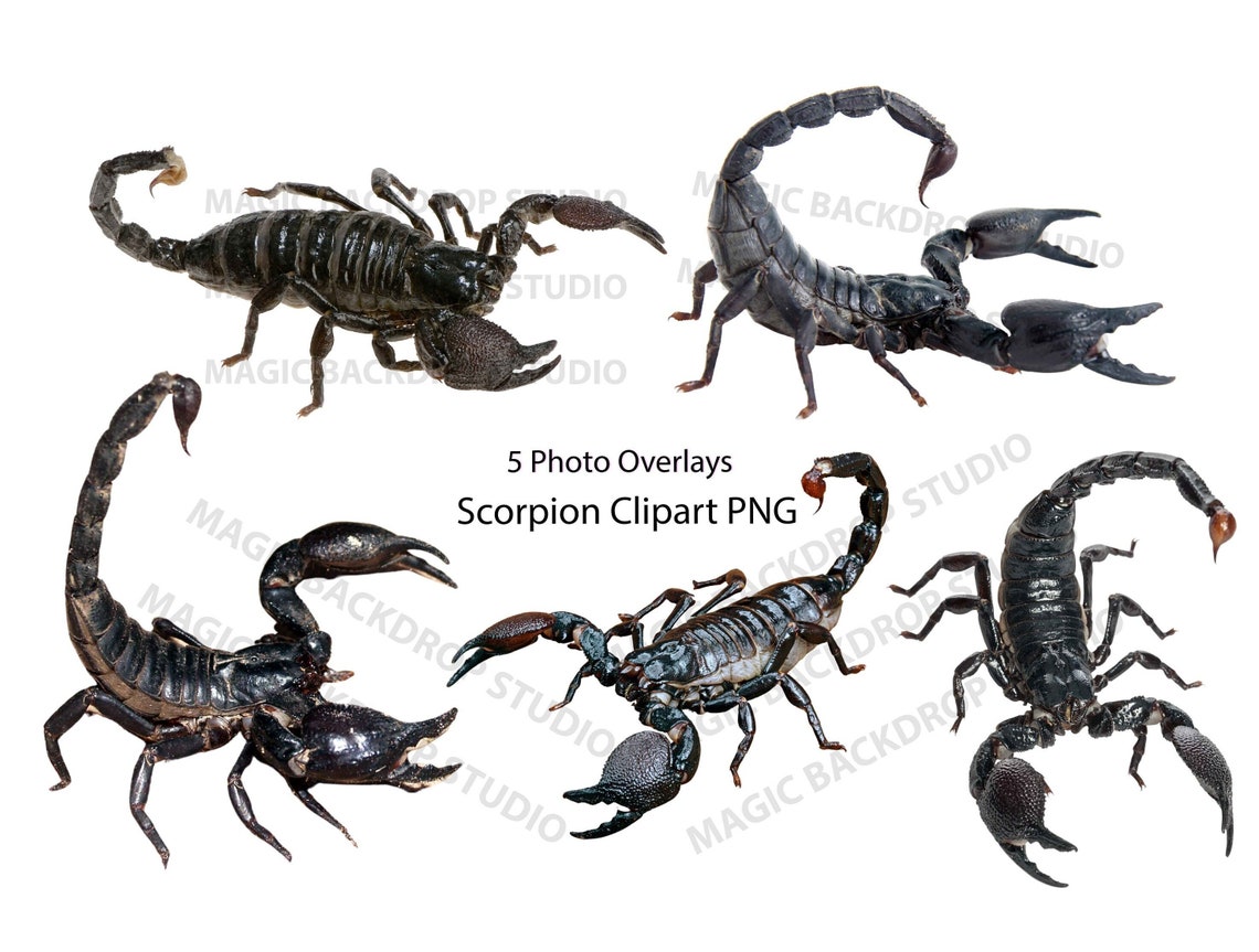 Scorpion Scorpions PNG Bundle Bundles Photo Animal Clipart Overlay Photoshop Edit Prop Props ...