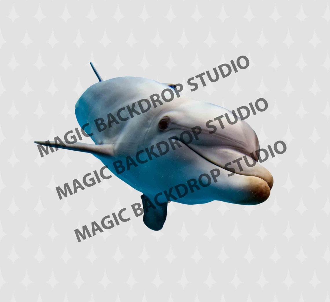 Dolphin Dolphins Sea Animal Zoo Animals Digital Overlay Bundle ...