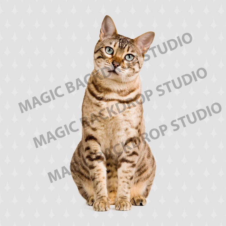 Cute Cats Cat Tabby Feline Paws Overlay Photoshop Overlay Mock up ...