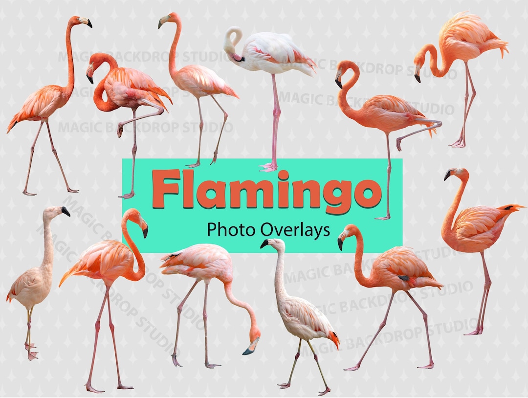 Flamingo Flamingos Birds PNG Bundle Birds Big Bird Wild Animals Cut Out ...