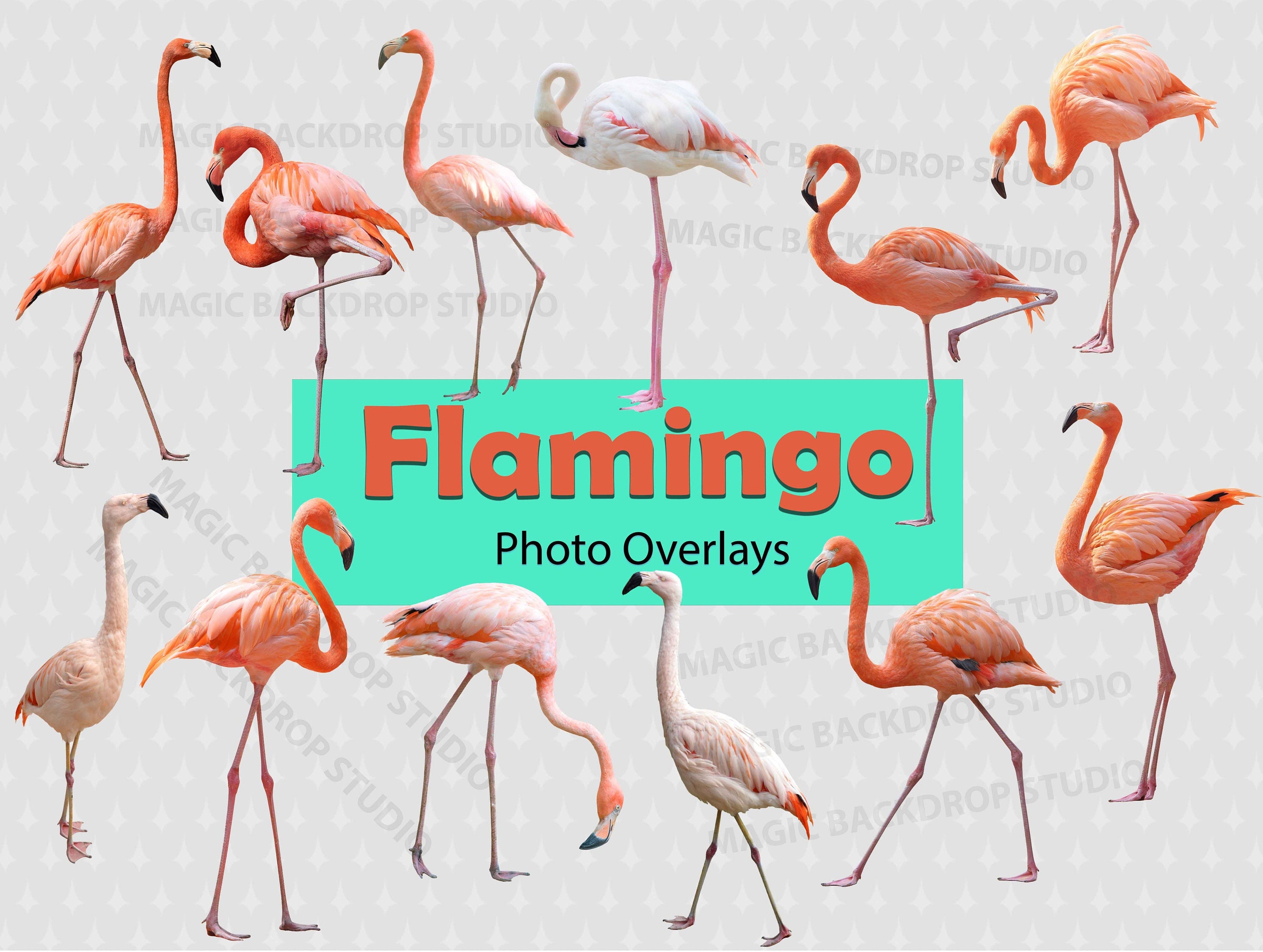 Flamingo Flamingos Birds PNG Bundle Birds Big Bird Wild Animals Cut Out ...