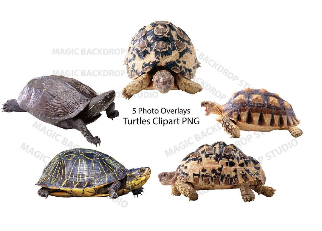 Turtles Turtle PNG Bundles Bundle Ocean Aquarium River Animal Animals Overlay Mock up Prop Props ...