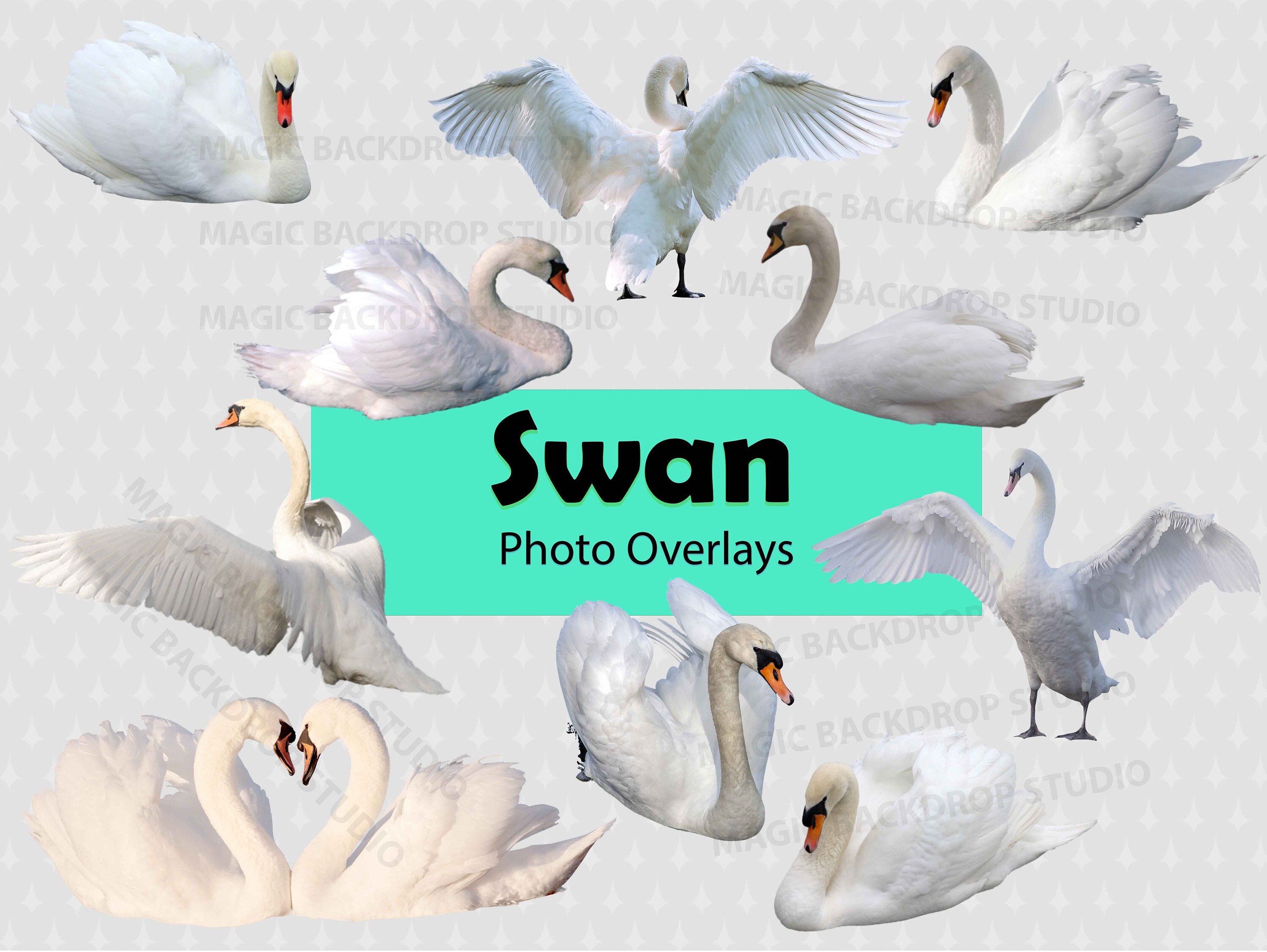 Swan Swans PNG Bundle White Bird Birds Wild Farm Animal Clip Art ...