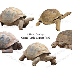 Giant Tortoise Turtles Turtle PNG Photo Bundle Zoo Animal Animals ...