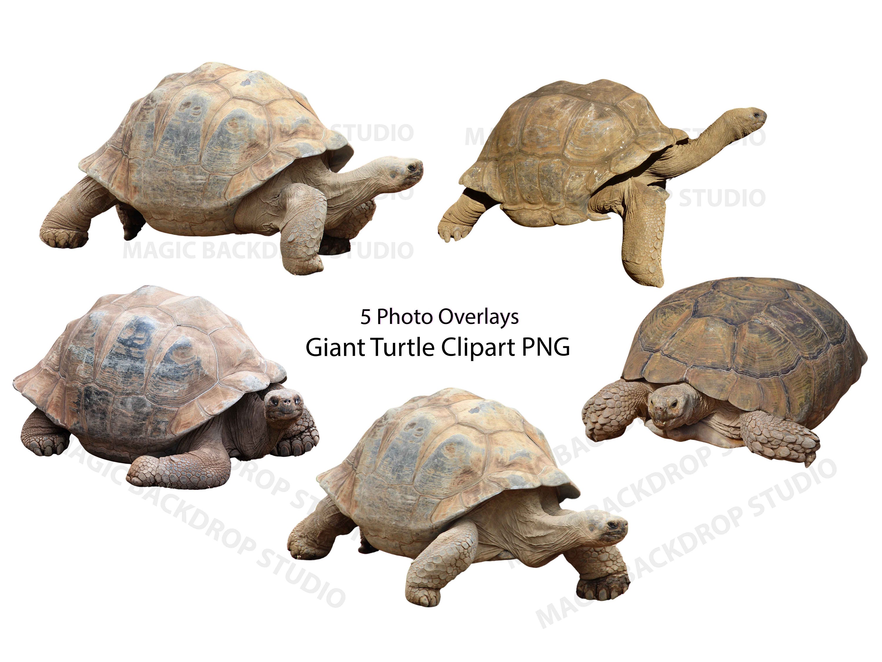 Giant Tortoise Turtles Turtle PNG Photo Bundle Zoo Animal Animals ...